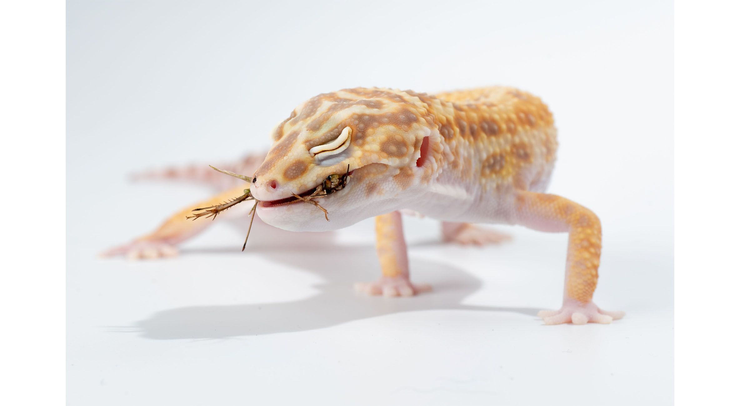 Leopard Gecko Eating Crickets Leopard Gecko Killing Cricket Stock