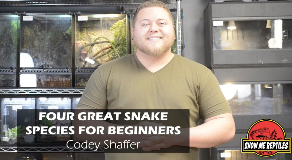 Top 4 Snakes for Beginners - Reptiles for Sale, Shows, and Expos