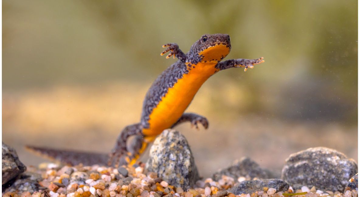 Resources - Educational Reptile Events, Shows, and Expos