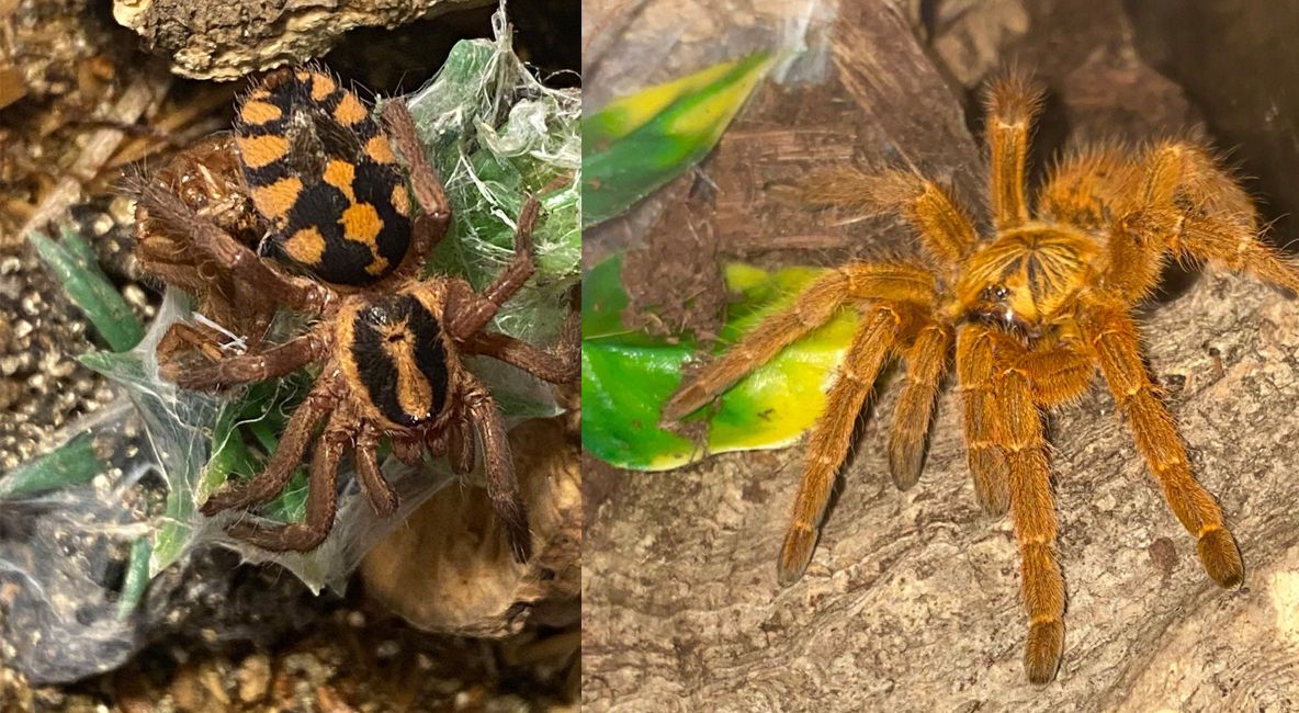 Animal of the Month - Educational Reptile Events, Shows, and Expos