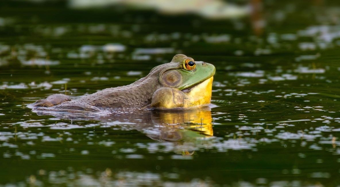 The Delightful World of Bullfrogs: Nature’s Croaking Champions ...
