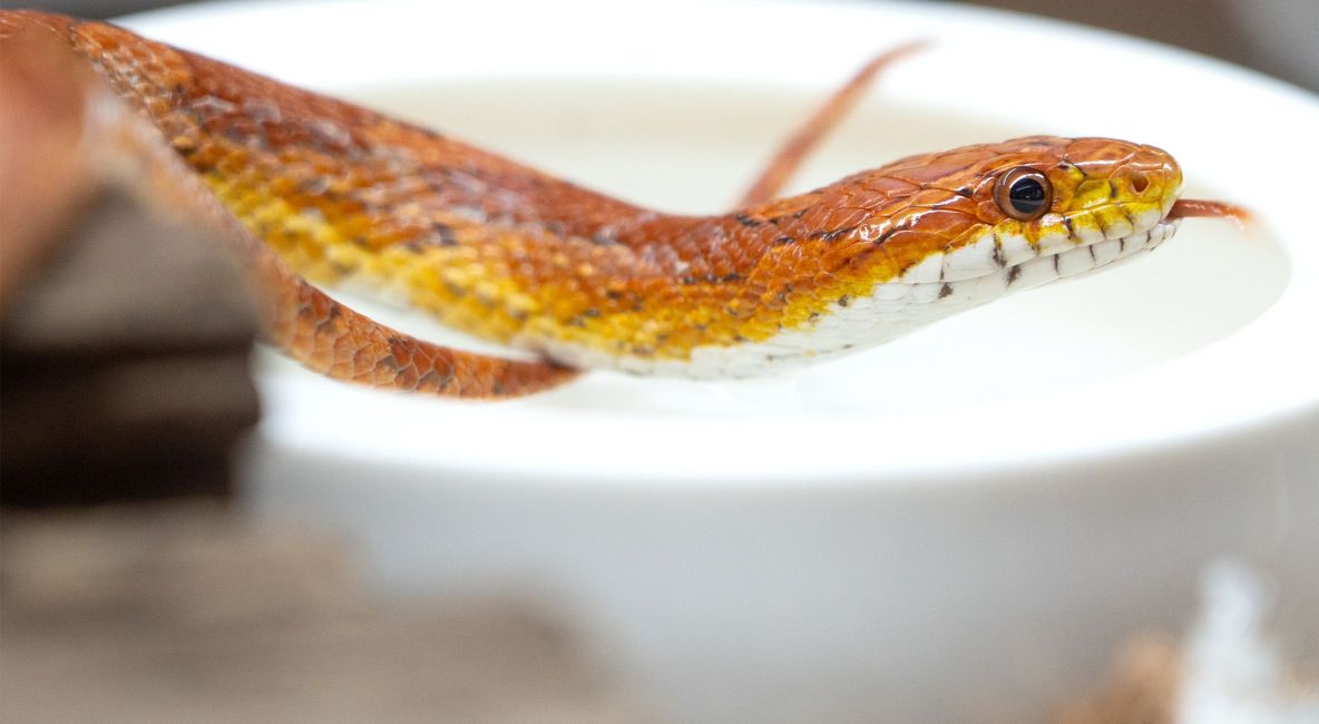 Why It’s Critical to Treat Your Reptile’s Water — And How Water Safer ...