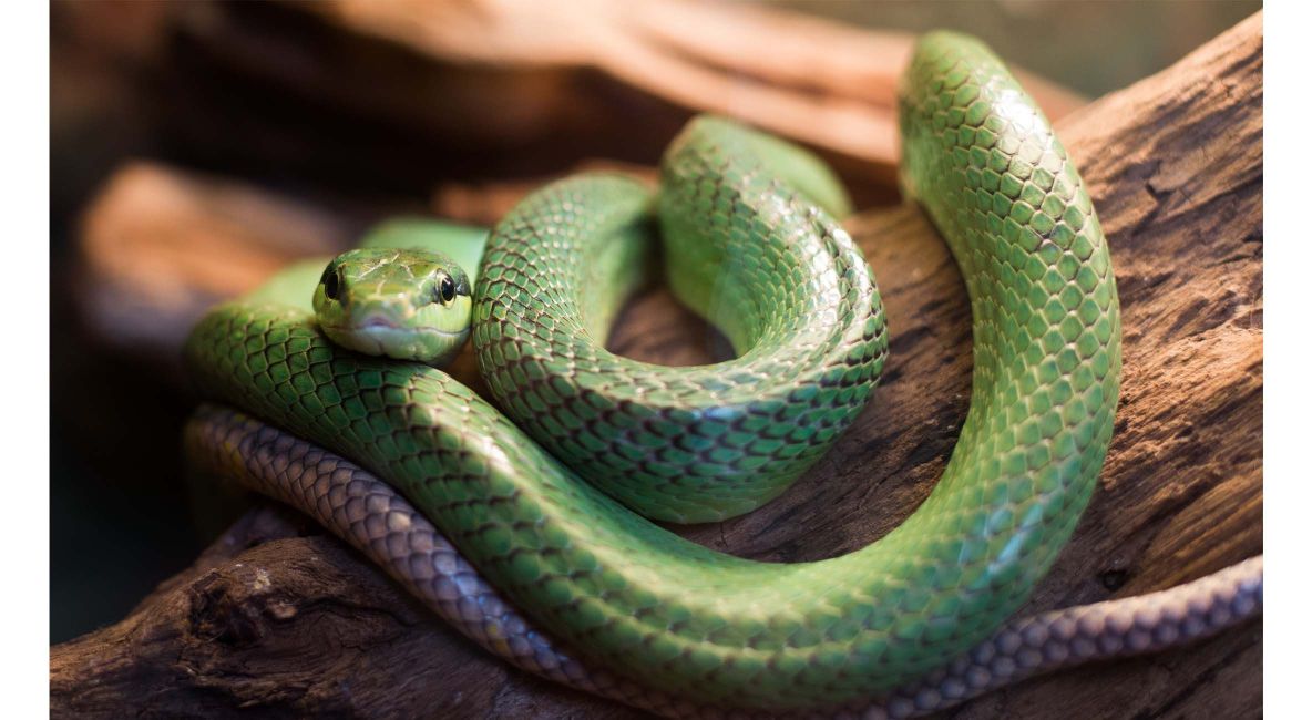 Resources - Educational Reptile Events, Shows, and Expos