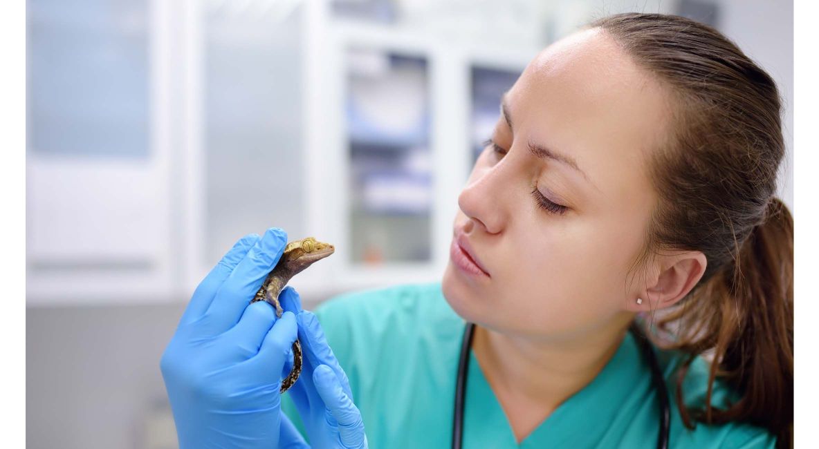 Monitoring For Common Reptile Illnesses - Reptiles for Sale, Shows, and ...