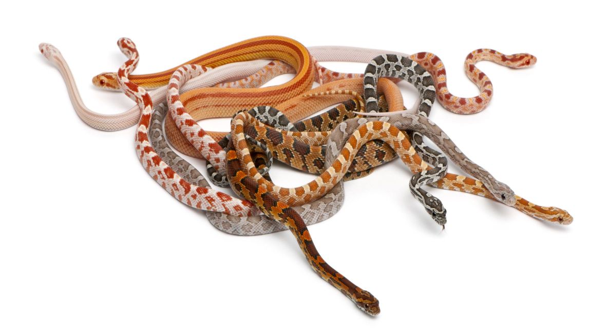 Brush Up on Snake Identification at Show Me Reptiles & Exotics ...