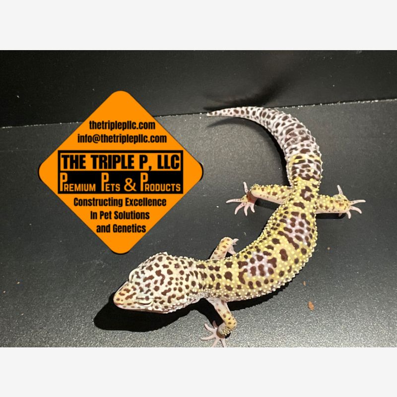 Geckos For Sale - Educational Reptile Events, Shows, and Expos