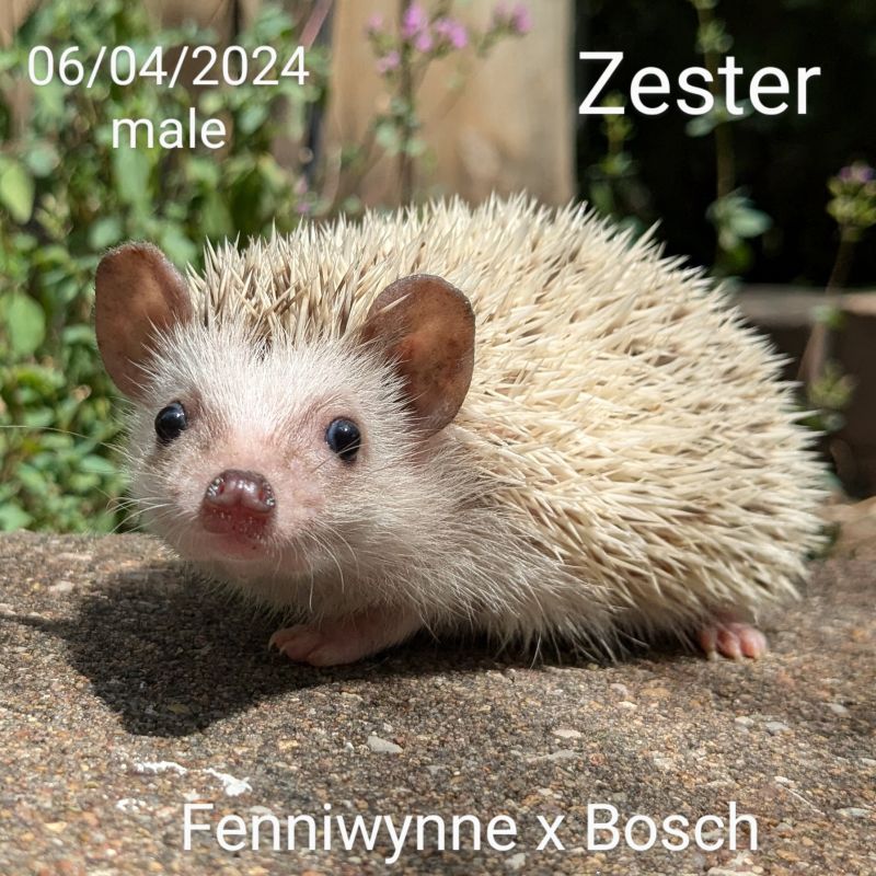 Small Mammals - Marketplace - Educational Reptile Events, Shows, and Expos