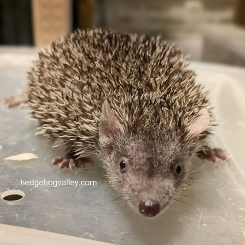 Small Mammals For Sale - Reptiles for Sale, Shows, and Expos