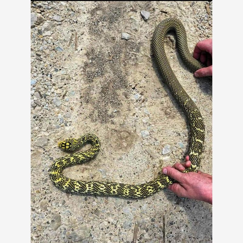 Cold Blooded Cafe - Reptiles for Sale, Shows, and Expos