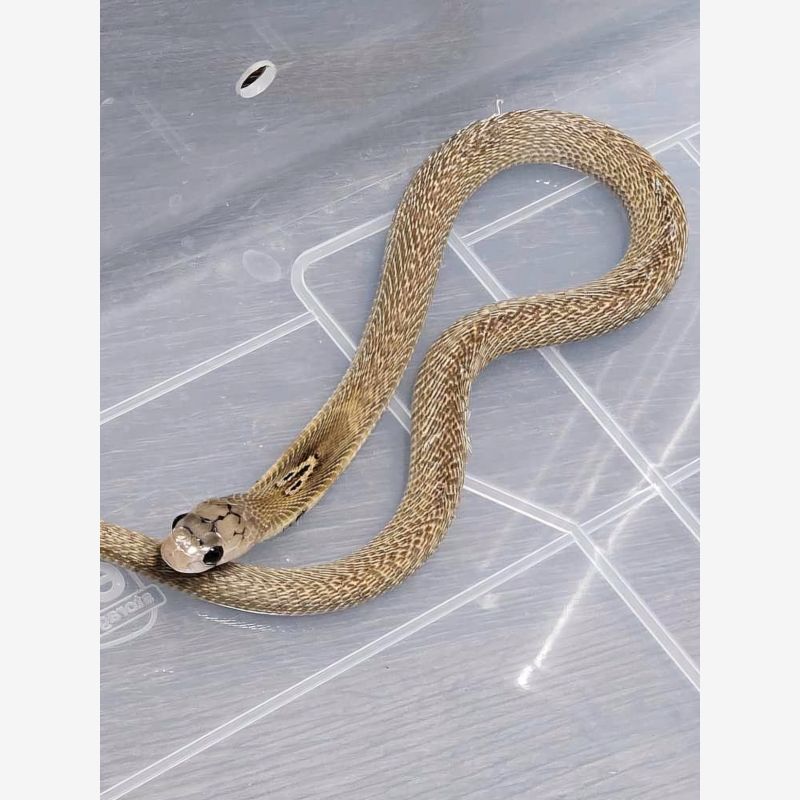 Cold Blooded Cafe - Reptiles for Sale, Shows, and Expos