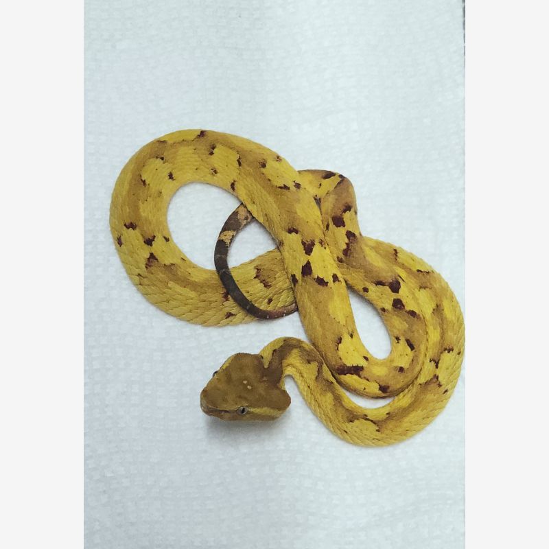 Venomous Animals For Sale - Reptiles for Sale, Shows, and Expos