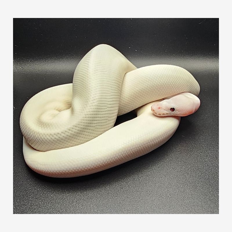 Snakes - Marketplace - Educational Reptile Events, Shows, and Expos