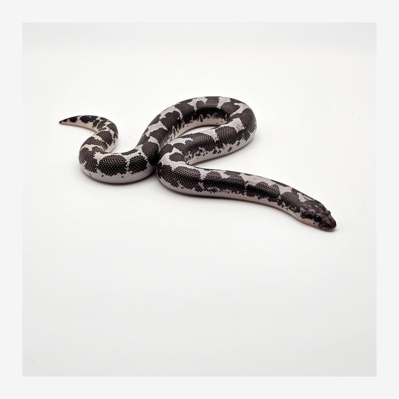 Snakes - Marketplace - Educational Reptile Events, Shows, and Expos