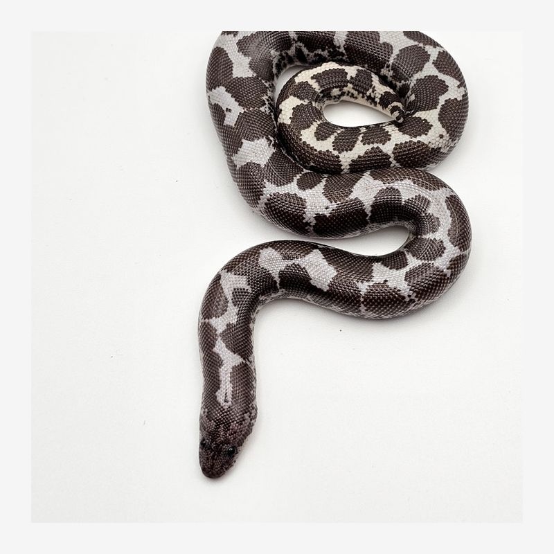 Snakes - Marketplace - Educational Reptile Events, Shows, and Expos