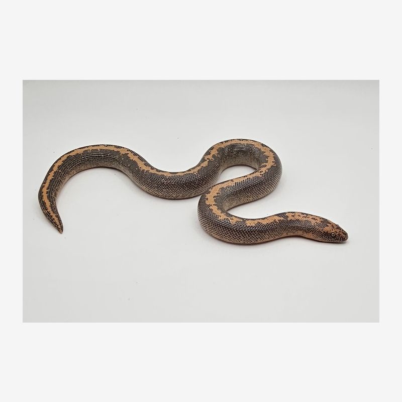 Snakes - Marketplace - Educational Reptile Events, Shows, and Expos