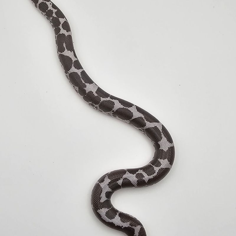 Snakes - Marketplace - Educational Reptile Events, Shows, and Expos