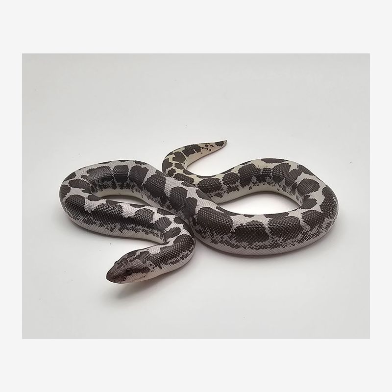 Snakes - Marketplace - Educational Reptile Events, Shows, and Expos