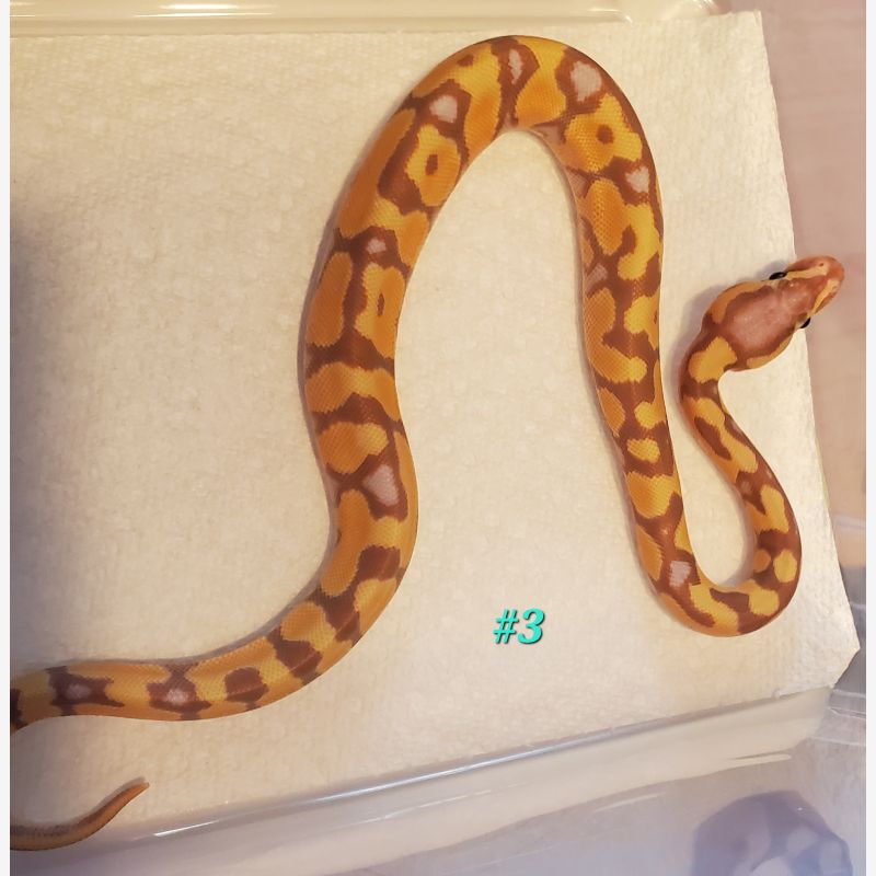 Snakes For Sale - Educational Reptile Events, Shows, and Expos