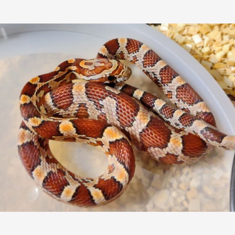 Classic Corn Snake