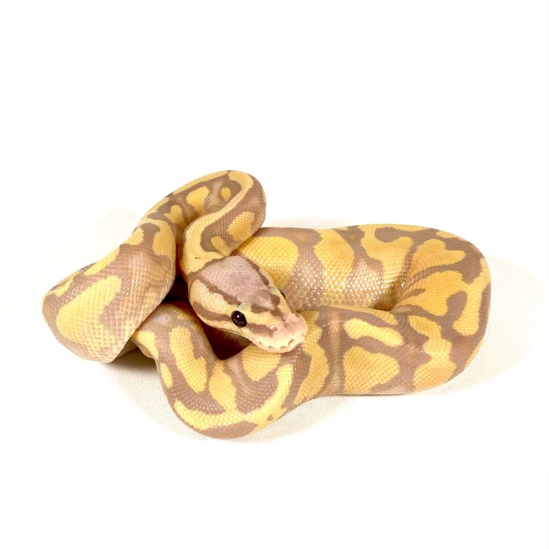 Snakes For Sale - Reptiles for Sale, Shows, and Expos