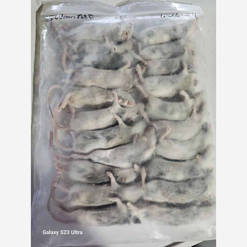 Feeders For Sale - Reptiles for Sale, Shows, and Expos