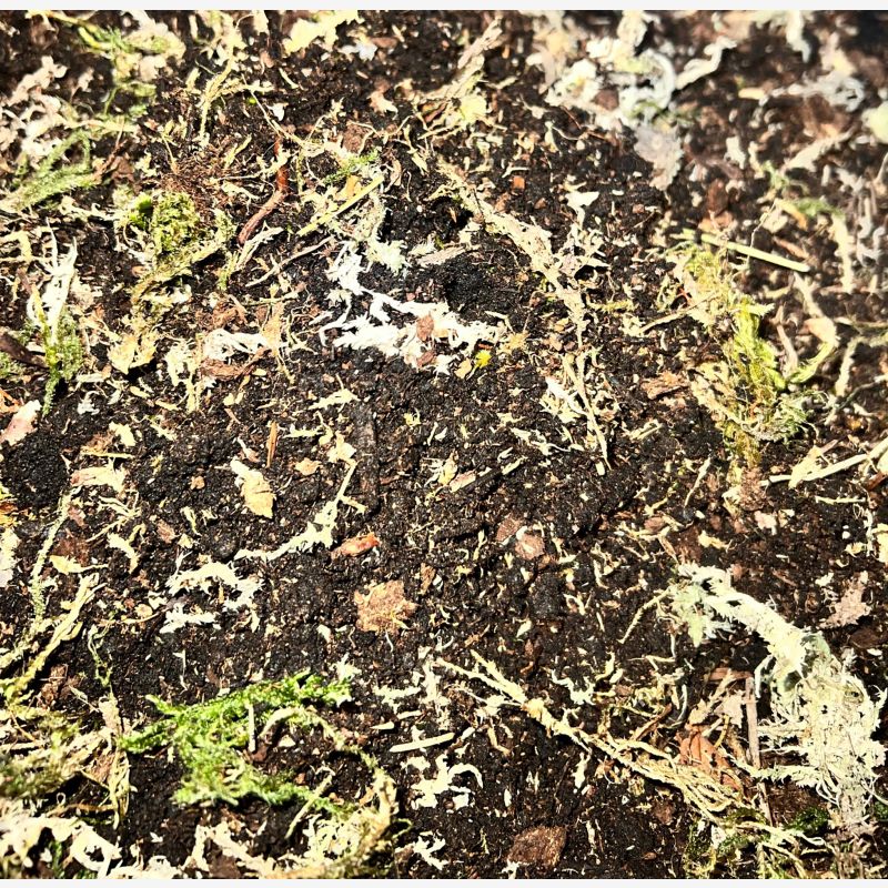 Products For Sale - Reptiles for Sale, Shows, and Expos