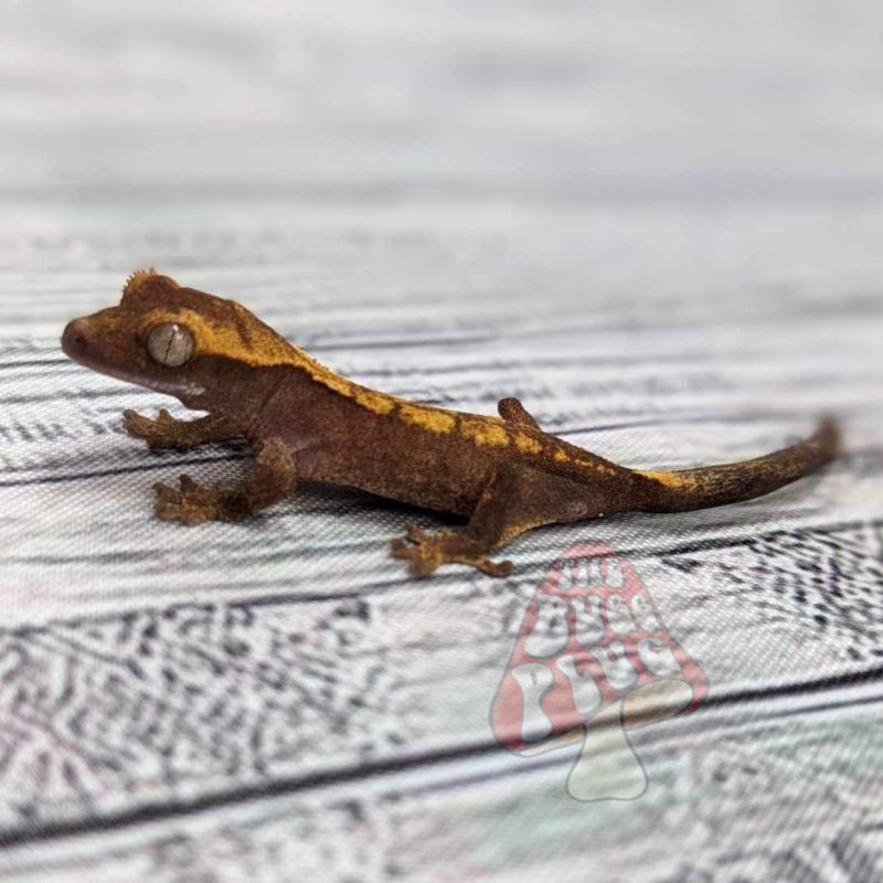 Lizards - Marketplace - Educational Reptile Events, Shows, and Expos
