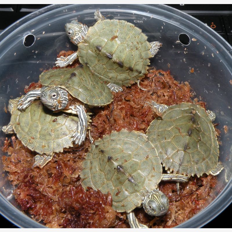 Turtles For Sale - Reptiles for Sale, Shows, and Expos