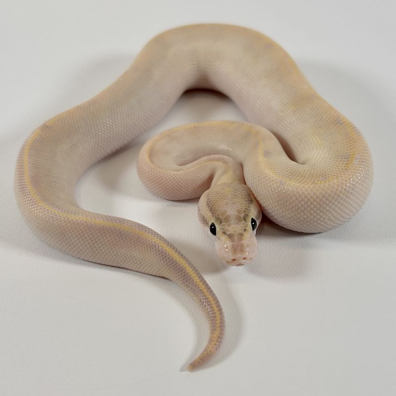 Snakes For Sale - Educational Reptile Events, Shows, and Expos
