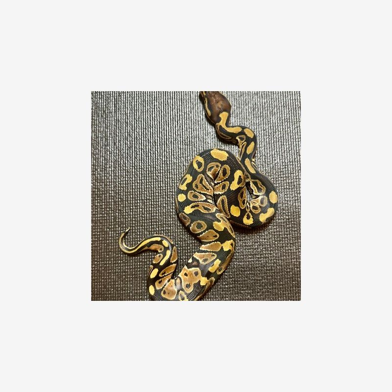 Snakes - Marketplace - Educational Reptile Events, Shows, and Expos