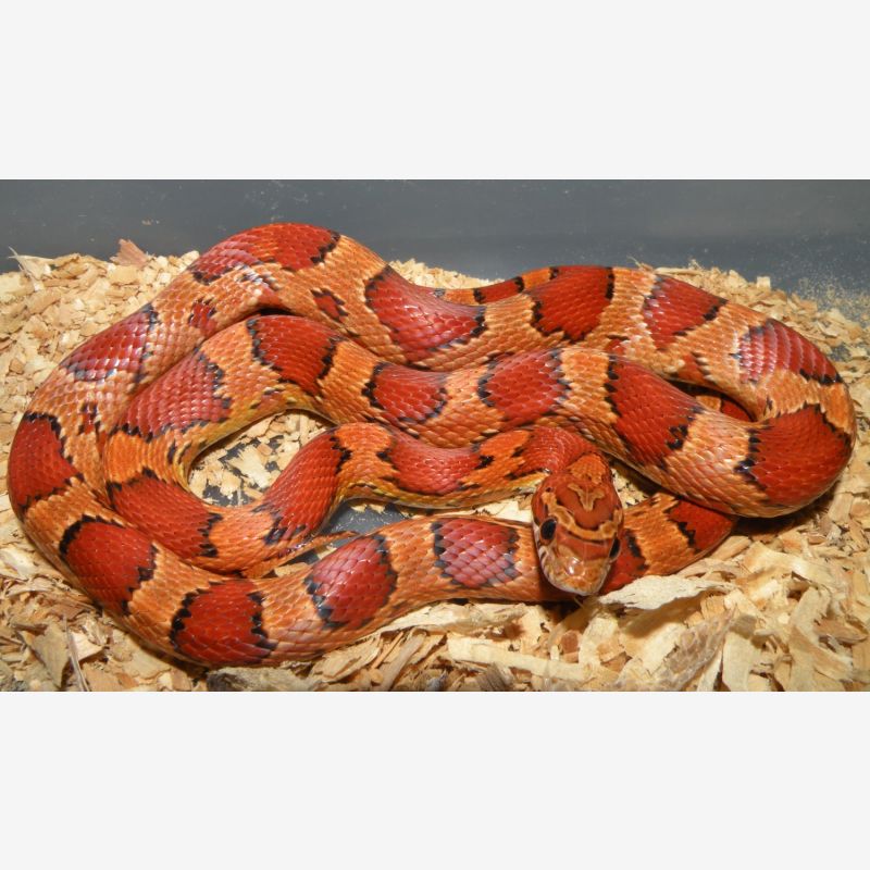 Snakes For Sale - Educational Reptile Events, Shows, and Expos
