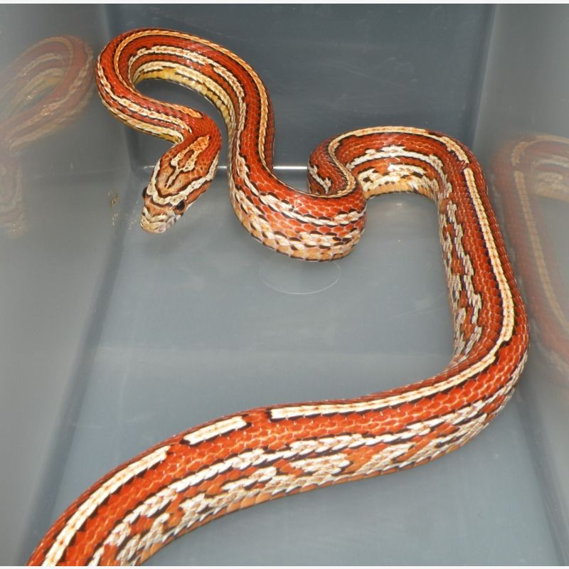 Snakes For Sale - Educational Reptile Events, Shows, and Expos