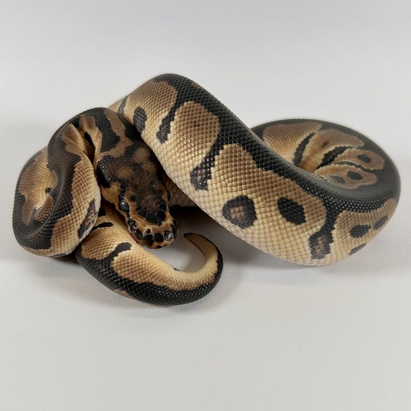 Snakes For Sale - Educational Reptile Events, Shows, and Expos