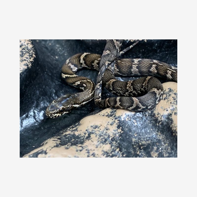 Snakes For Sale - Reptiles for Sale, Shows, and Expos