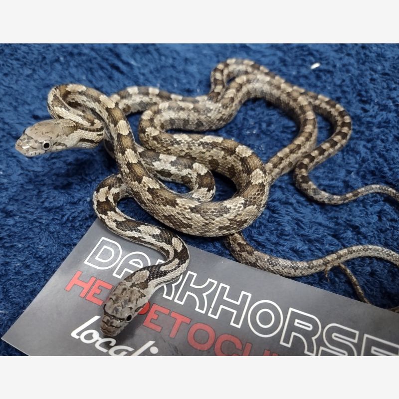 Snakes For Sale - Reptiles for Sale, Shows, and Expos