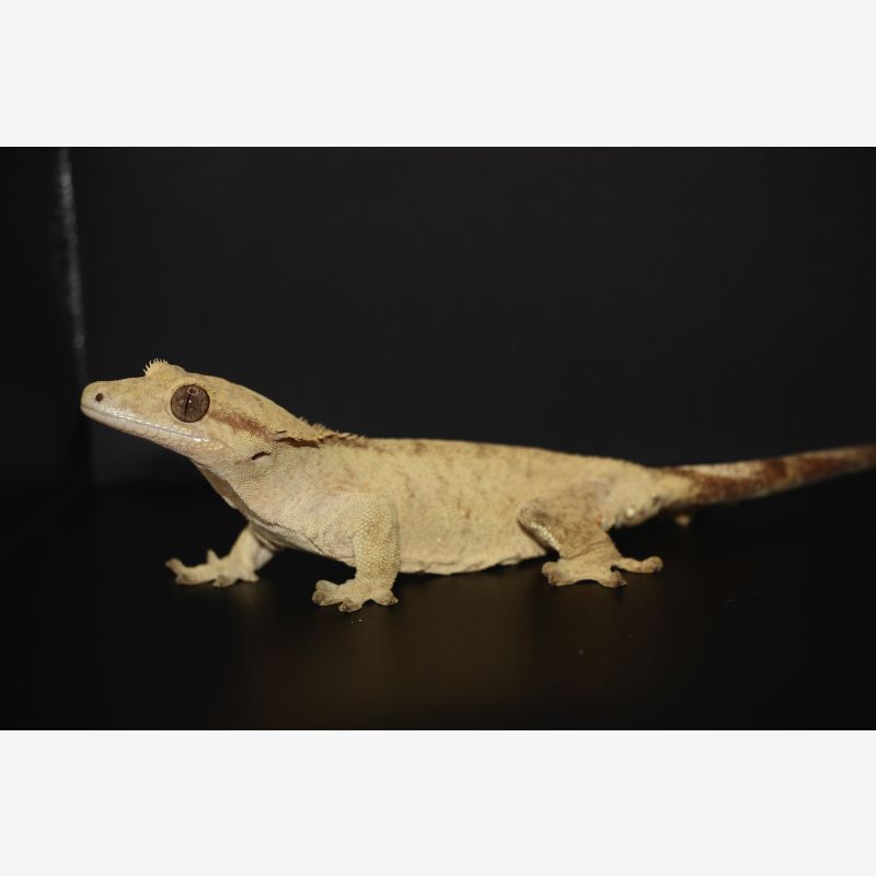 Geckos For Sale - Reptiles for Sale, Shows, and Expos