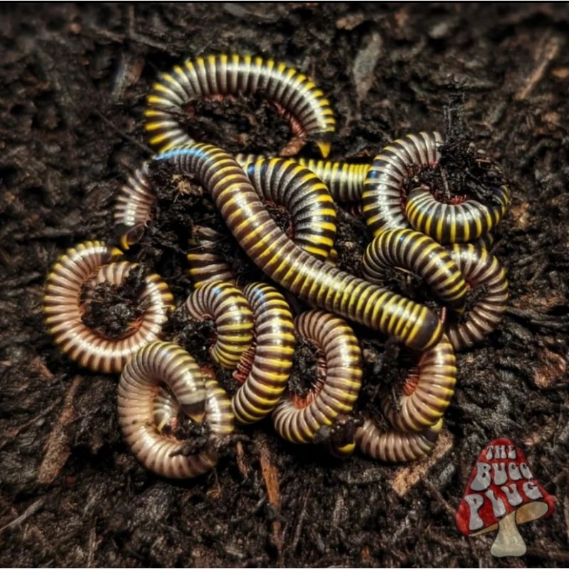 Invertebrates - Marketplace - Educational Reptile Events, Shows, and Expos