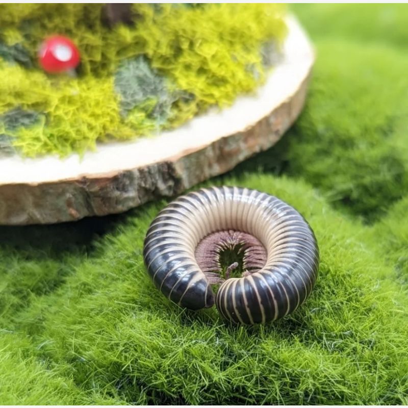 Invertebrates - Marketplace - Educational Reptile Events, Shows, and Expos