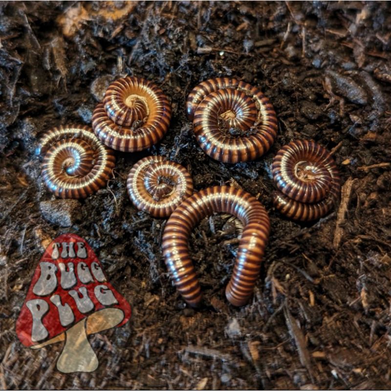 Invertebrates - Marketplace - Educational Reptile Events, Shows, and Expos