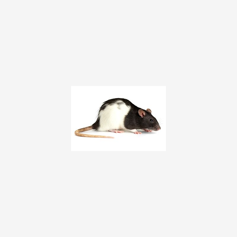 Feeders For Sale - Reptiles for Sale, Shows, and Expos