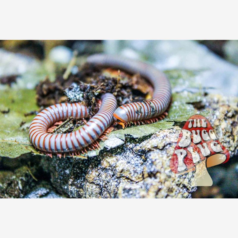 Invertebrates - Marketplace - Educational Reptile Events, Shows, and Expos