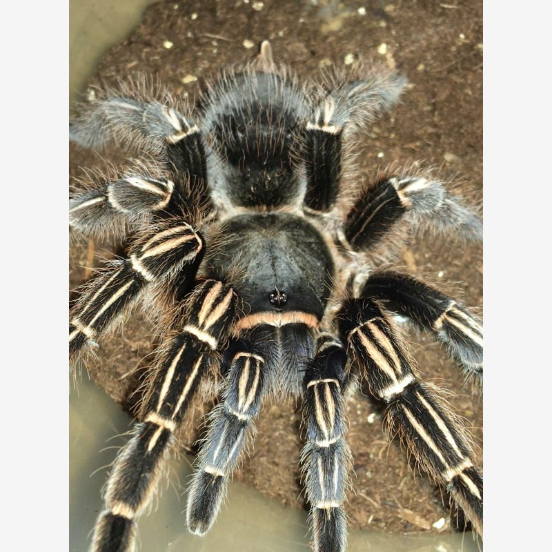 Invertebrates - Marketplace - Educational Reptile Events, Shows, and Expos