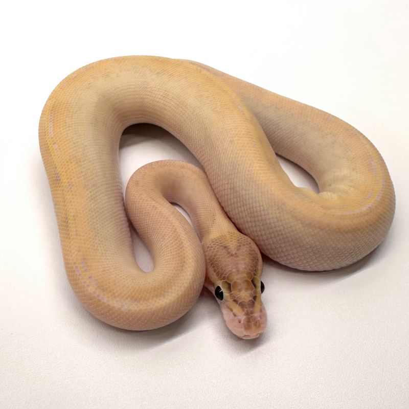 Snakes - Marketplace - Educational Reptile Events, Shows, and Expos