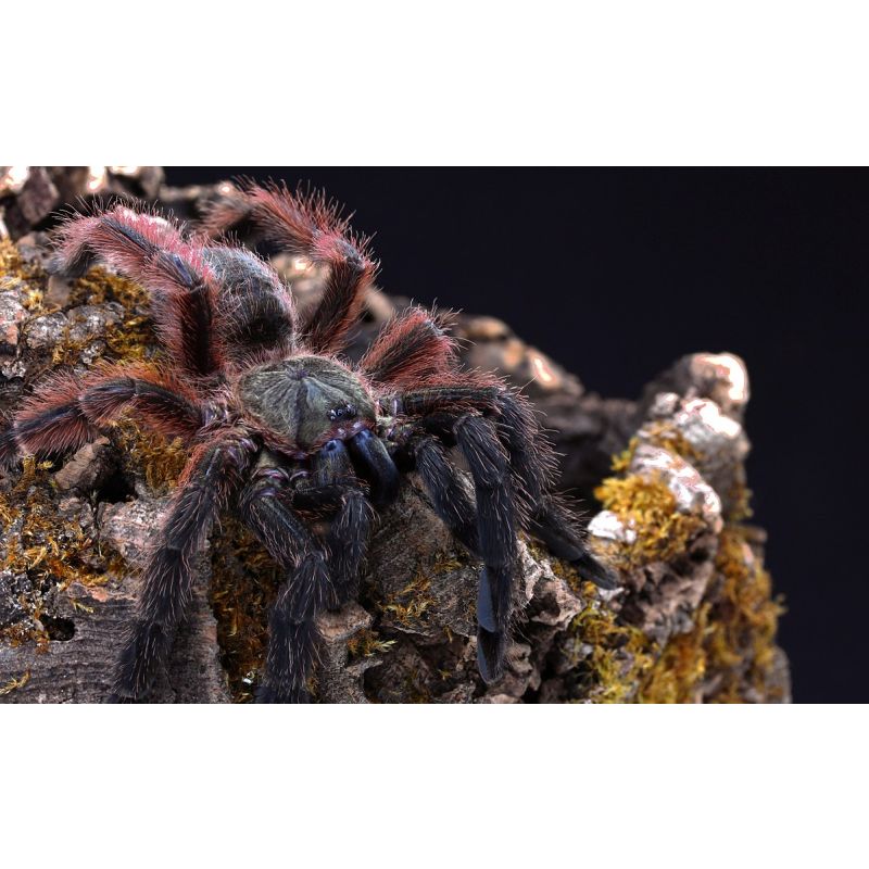 Psalmopoeus victori (Darth Maul Tarantula) 1"+ - Reptiles for Sale ...