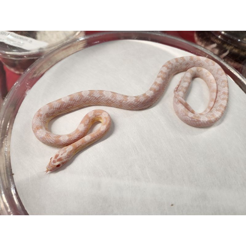 Coral Snow Female - Reptiles for Sale, Shows, and Expos