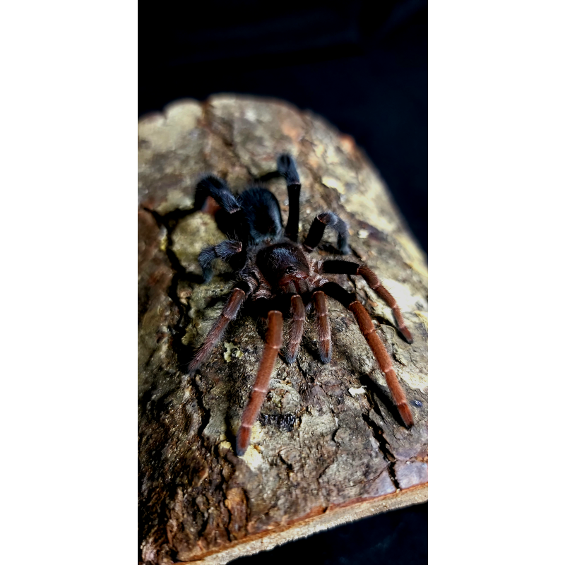 Lyrognathus giannisposatoi (Sumatran Stout Leg) 1.5-2" - Reptiles for ...