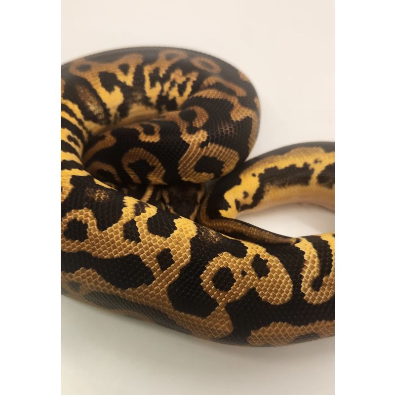 Pastel leopard het pied - Reptiles for Sale, Shows, and Expos