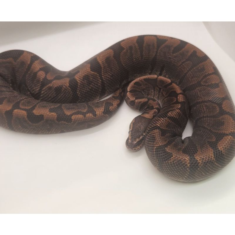 Ghi woma - Reptiles for Sale, Shows, and Expos