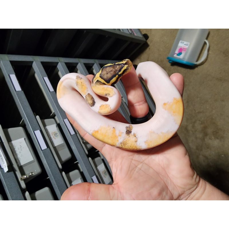 Pastel Sandblast Pied Het Hypo Pos Calico - Reptiles for Sale, Shows ...