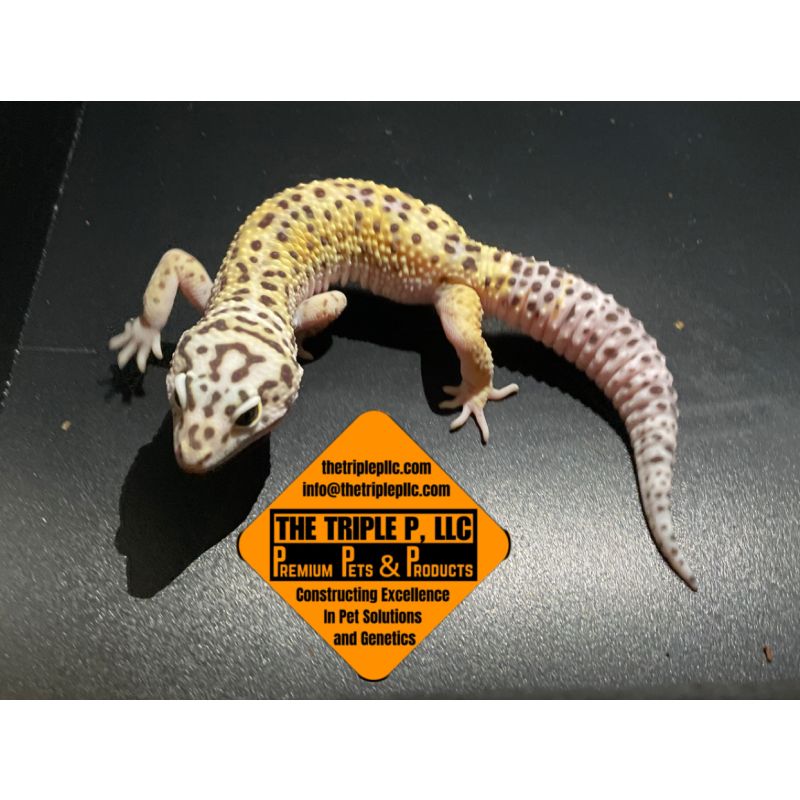 White & Yellow Mack Snow Male 2023 - Reptiles for Sale, Shows, and Expos